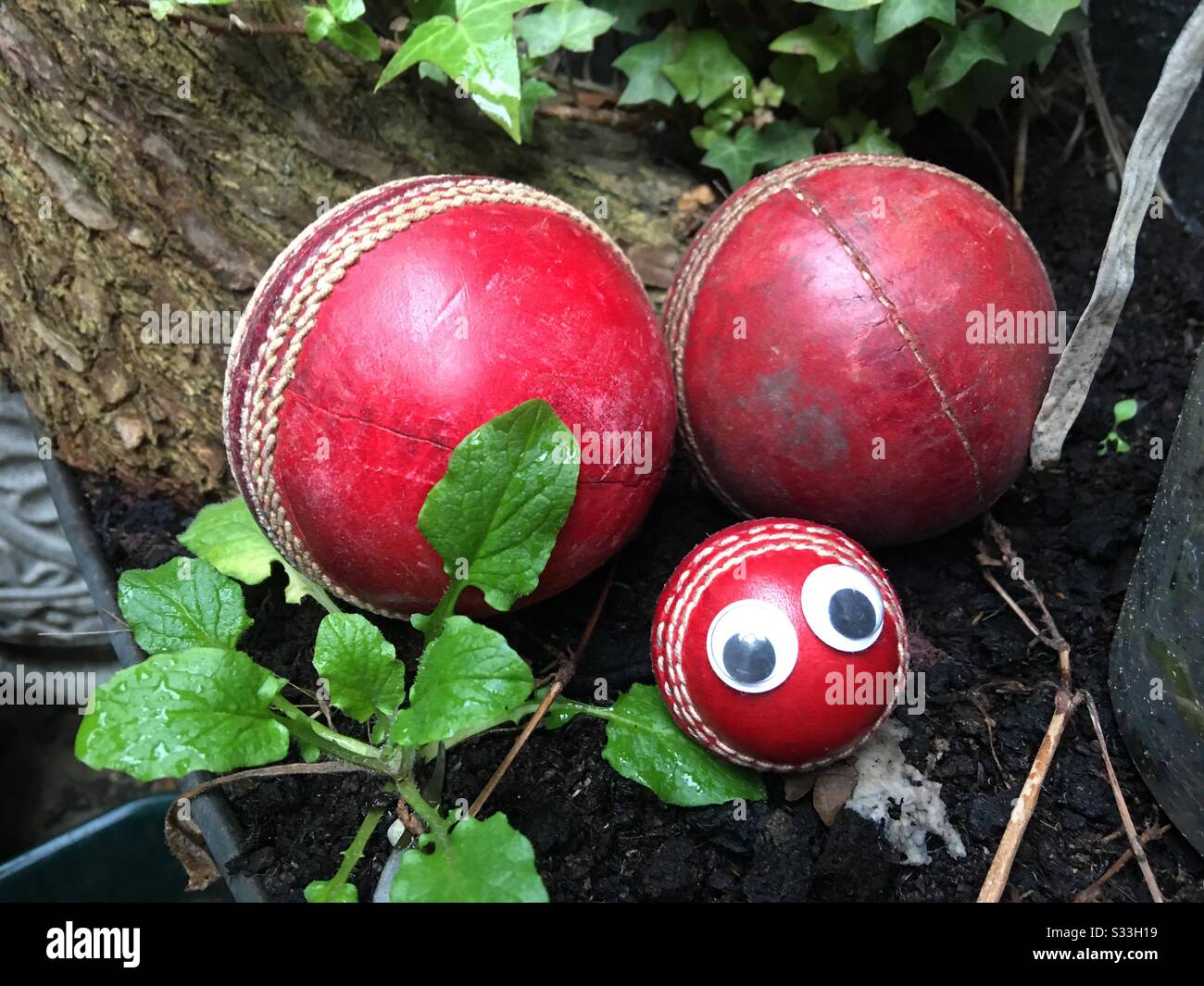 Wild cricket balls hi-res stock photography and images - Alamy