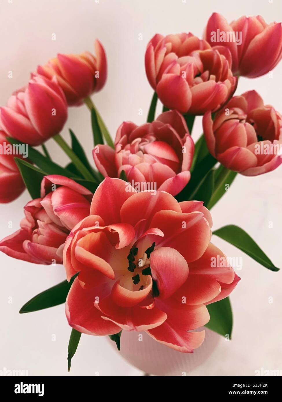 Open tulips hi-res stock photography and images - Alamy