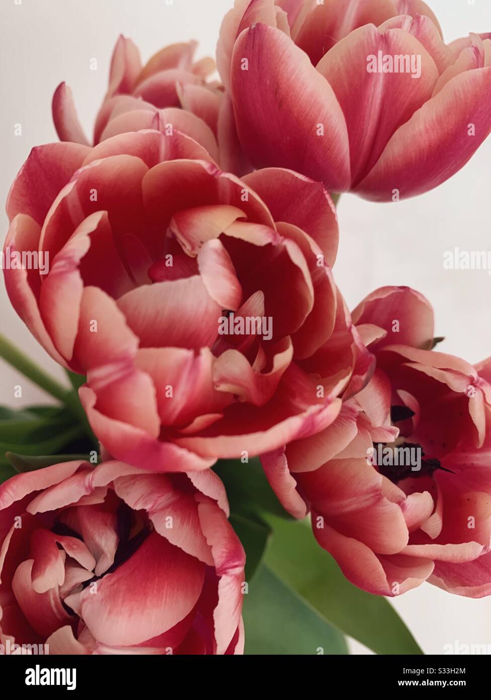 Open tulips hi-res stock photography and images - Alamy