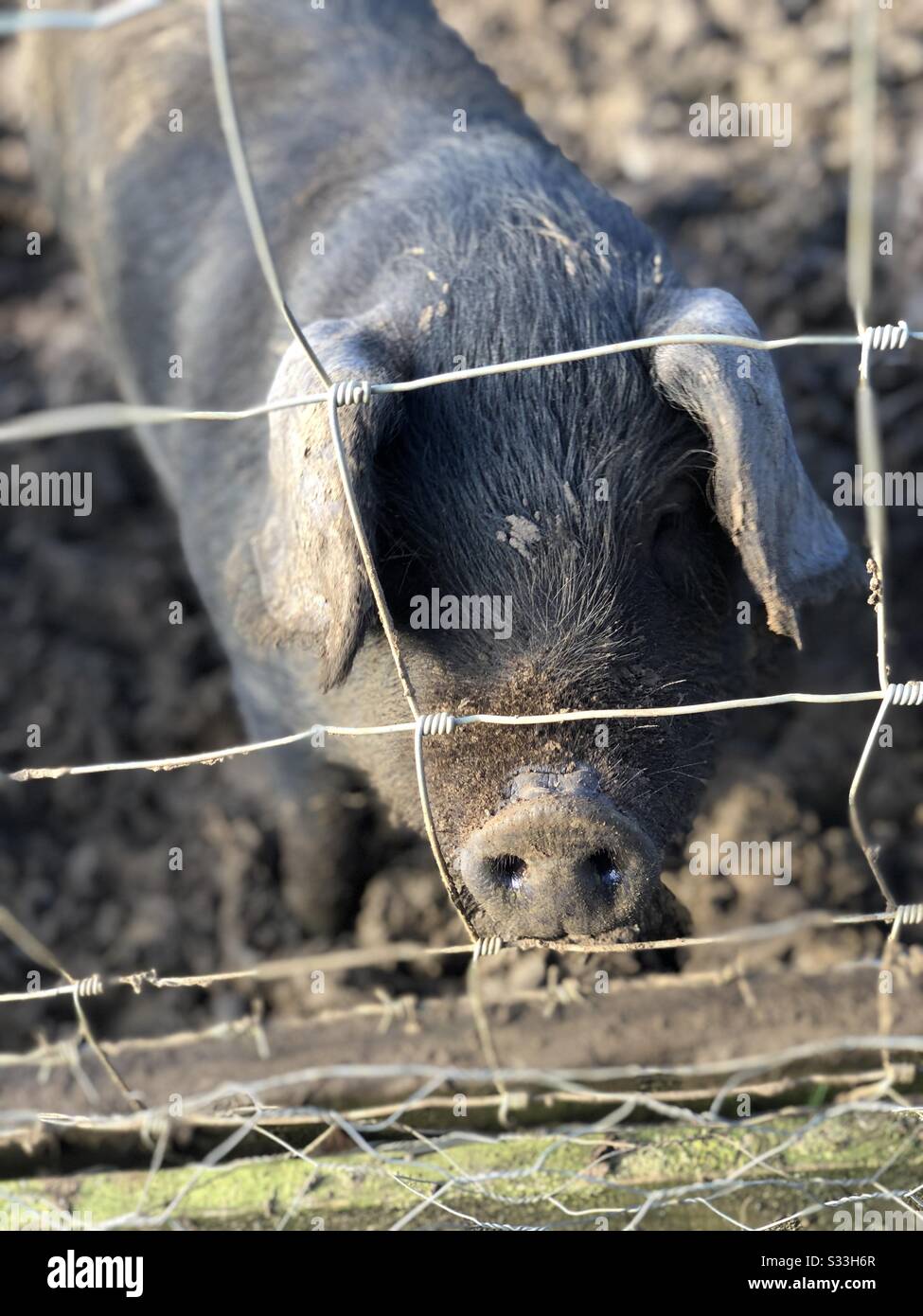 Pig by wire fence hi-res stock photography and images - Alamy