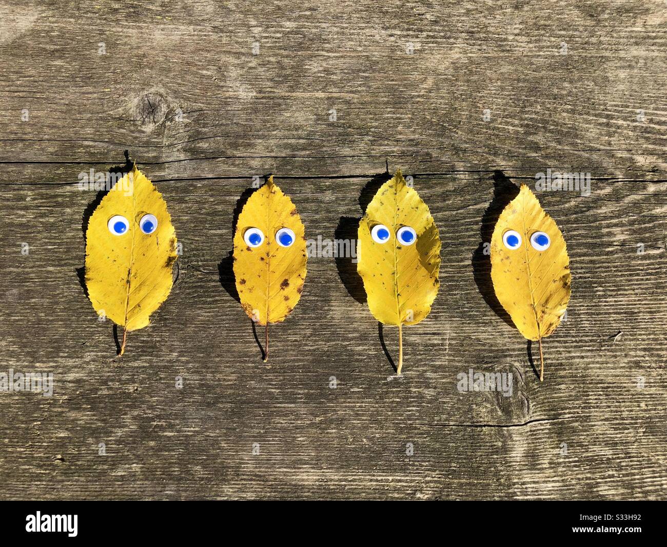 The Minions like leaves with googly eyes on rustic wooden table Stock ...