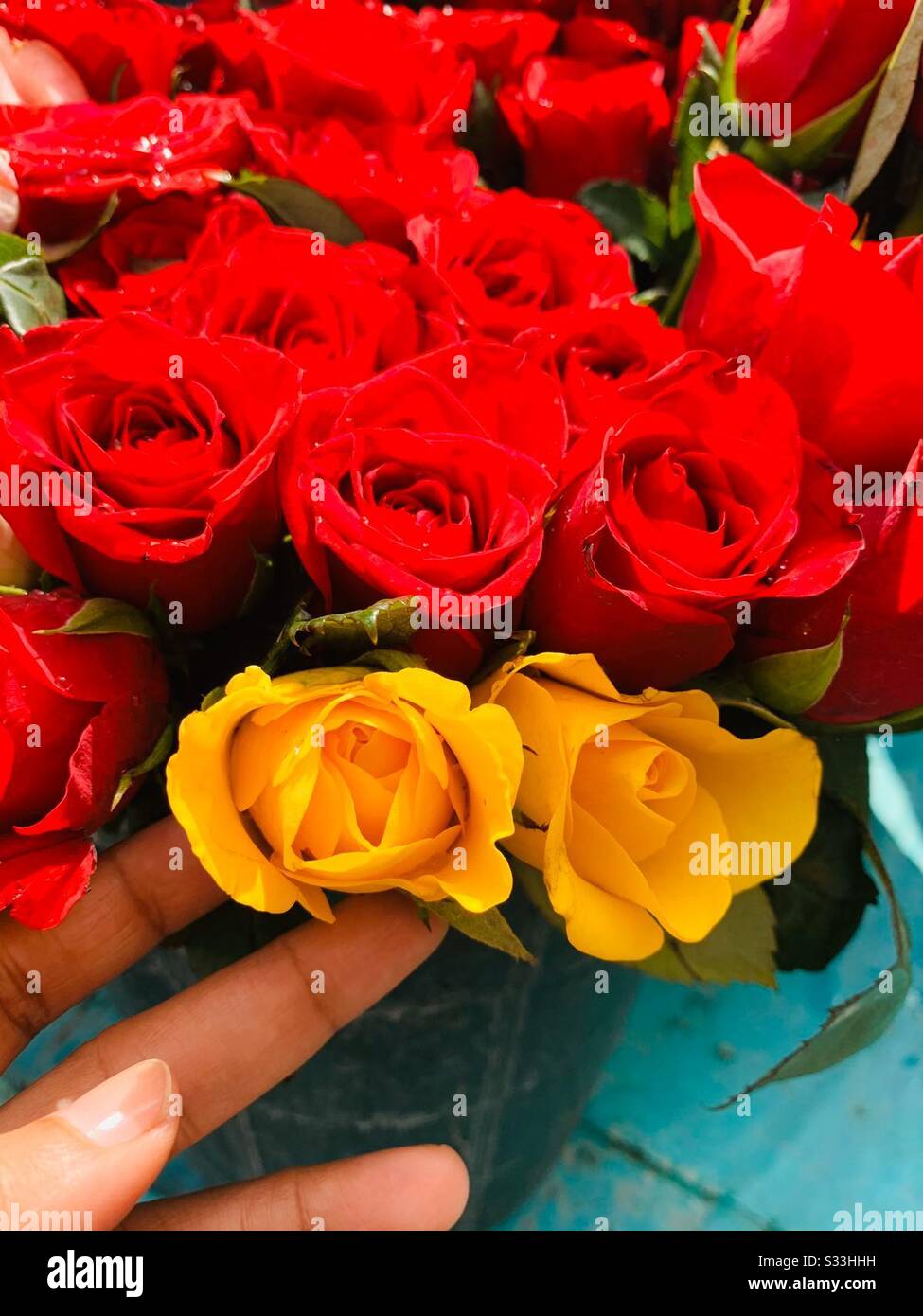 Zoomed roses hi-res stock photography and images - Alamy