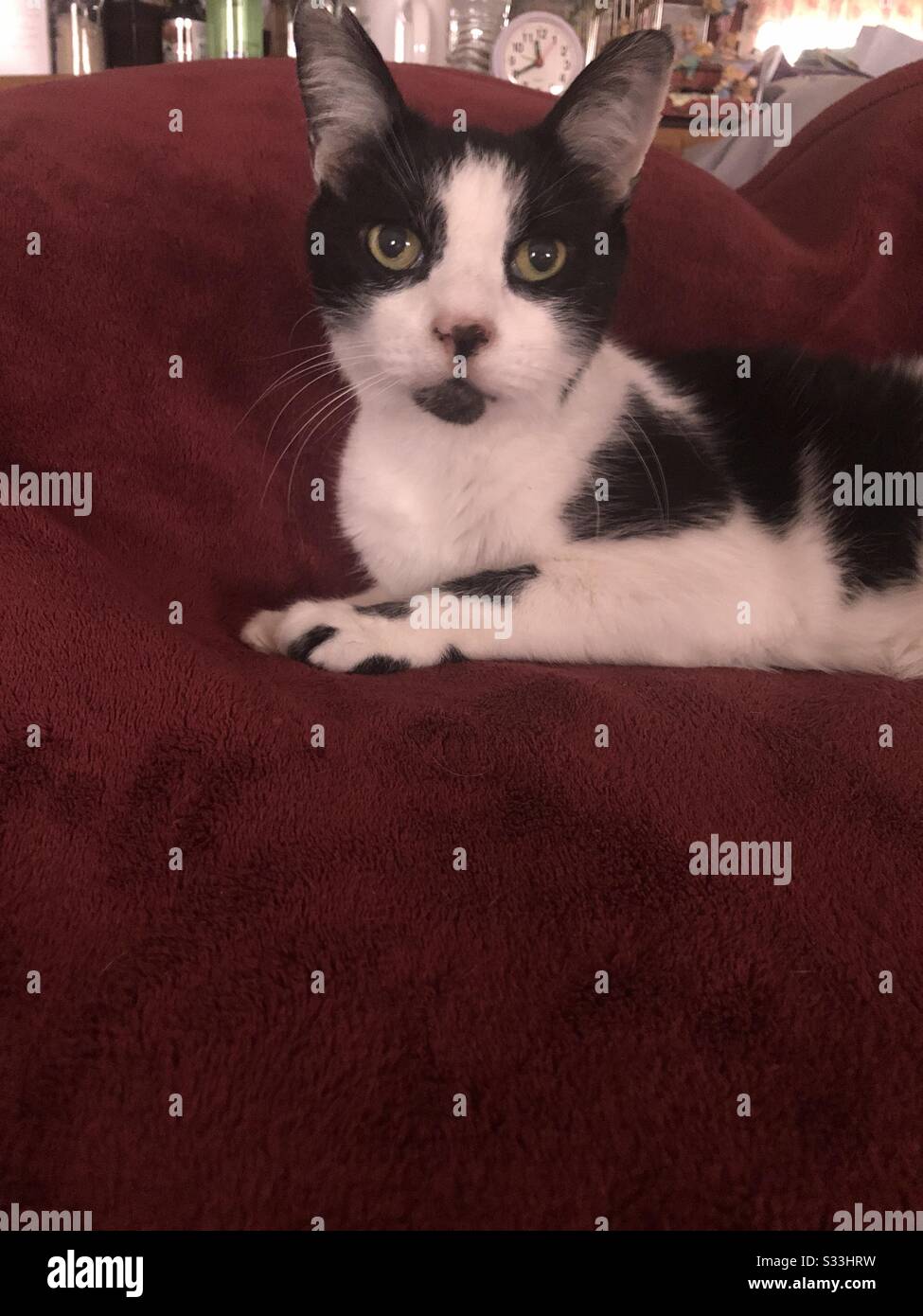 Best meow hi-res stock photography and images - Alamy