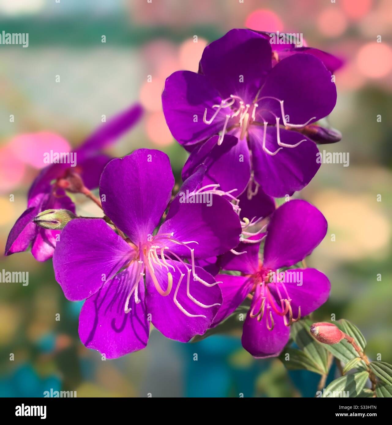 Princess flower hi-res stock photography and images - Alamy