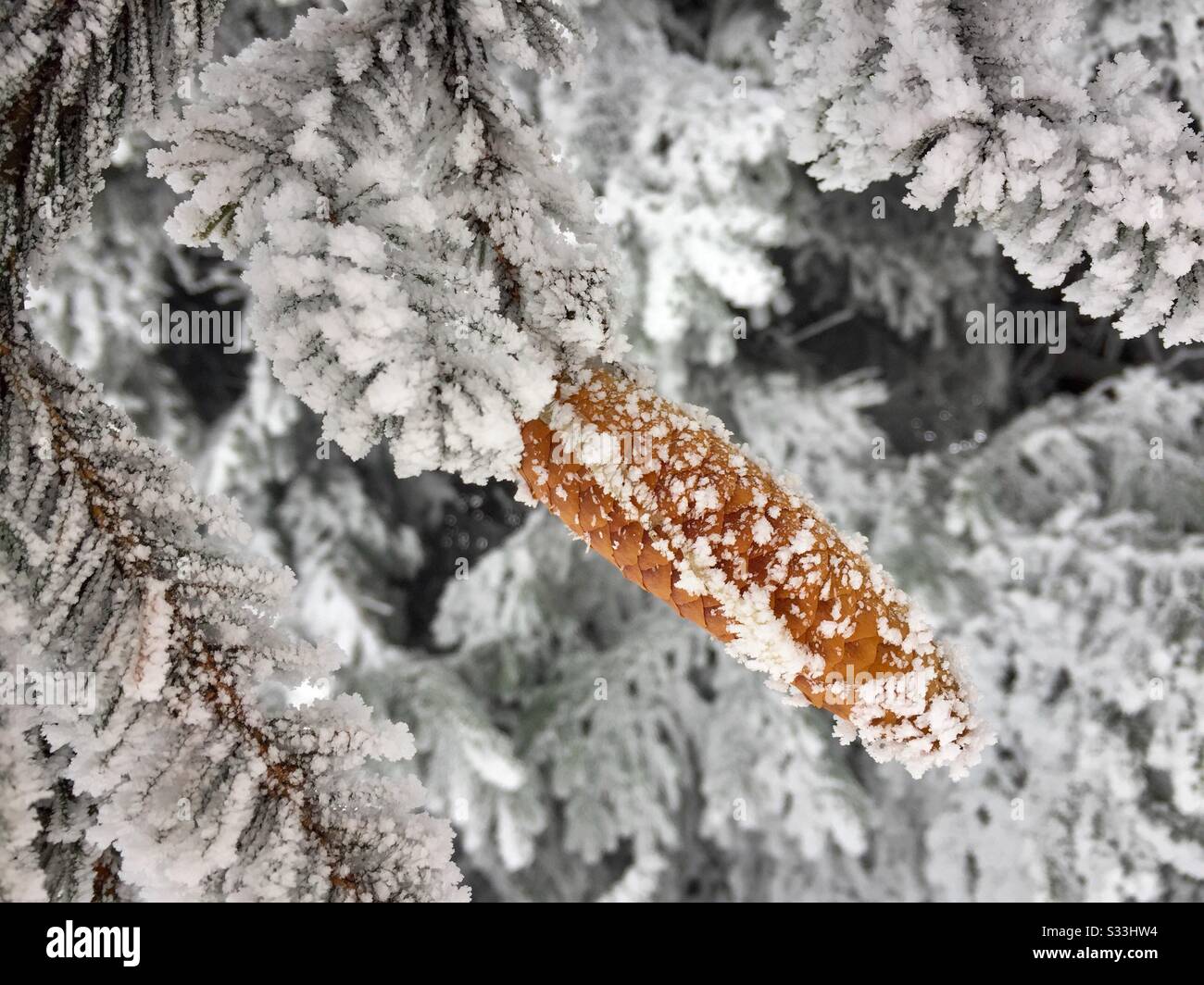 Pinecone evergreen branches in hi-res stock photography and images - Alamy