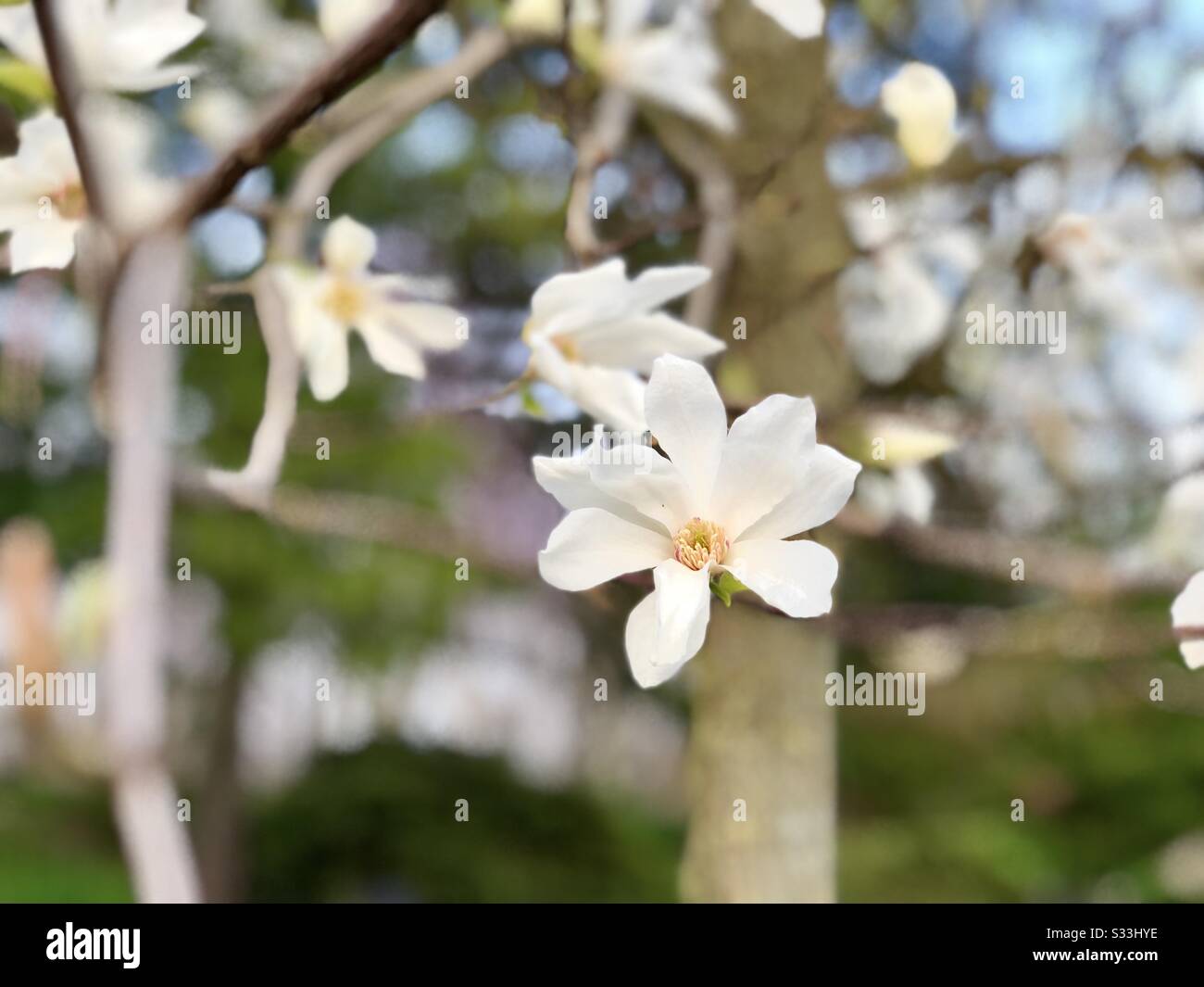White magnolia in a tree Stock Photo - Alamy