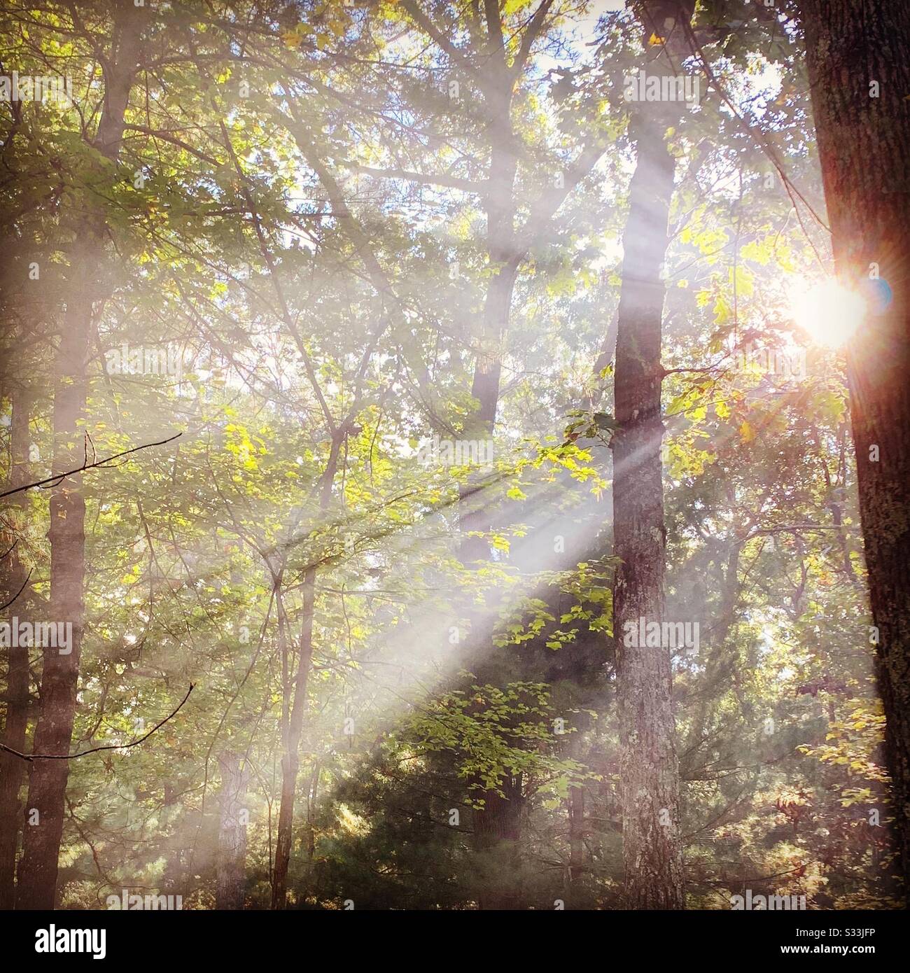 Sun streaming through the trees Stock Photo - Alamy