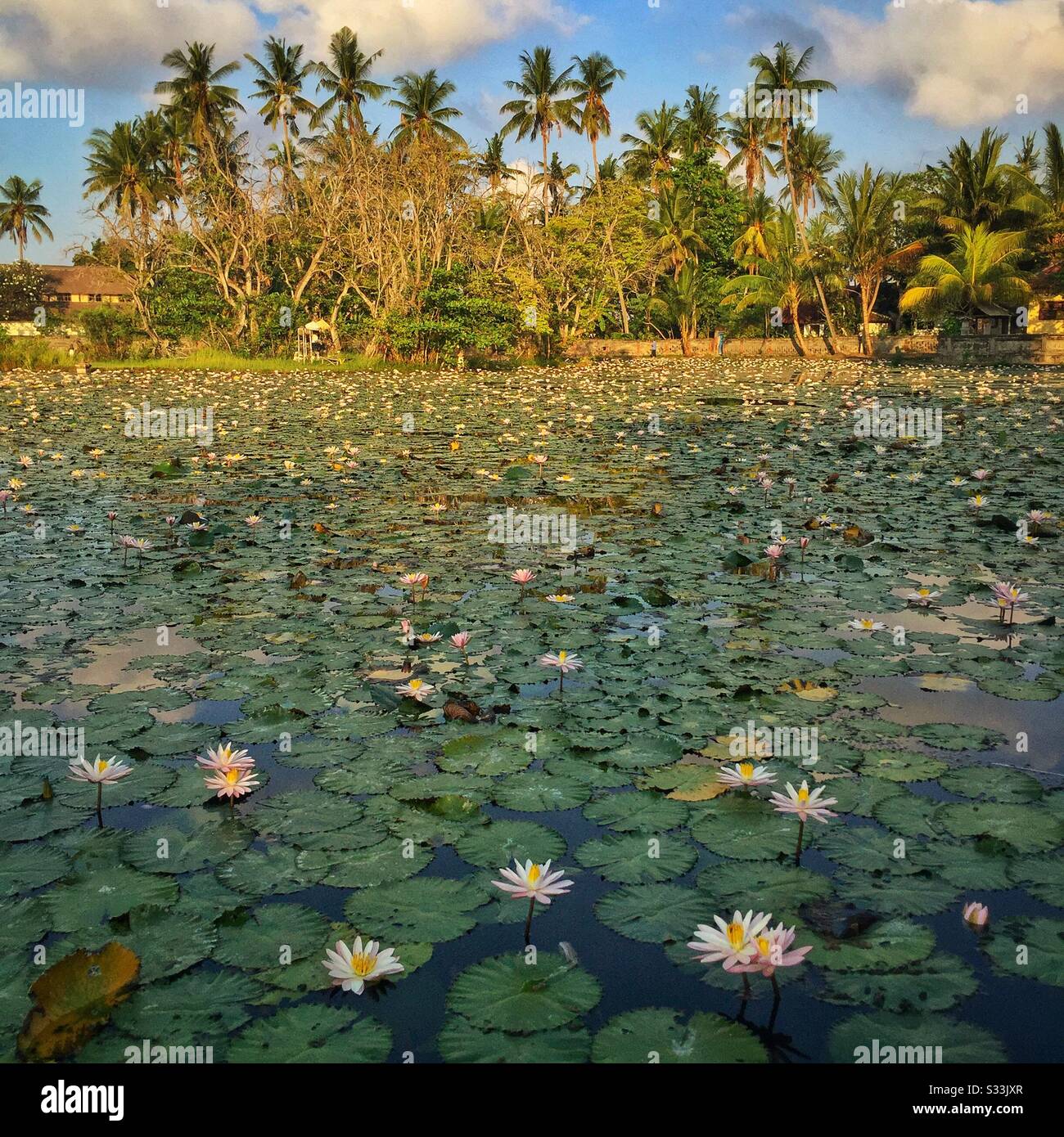 Lotus Flower Lagoon, Candidasa, Bali, Indonesia Stock Photo - Alamy