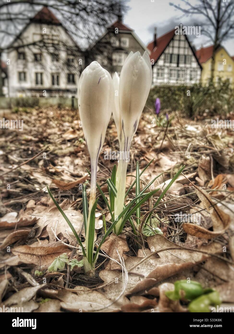 Coming blooming hi-res stock photography and images - Alamy