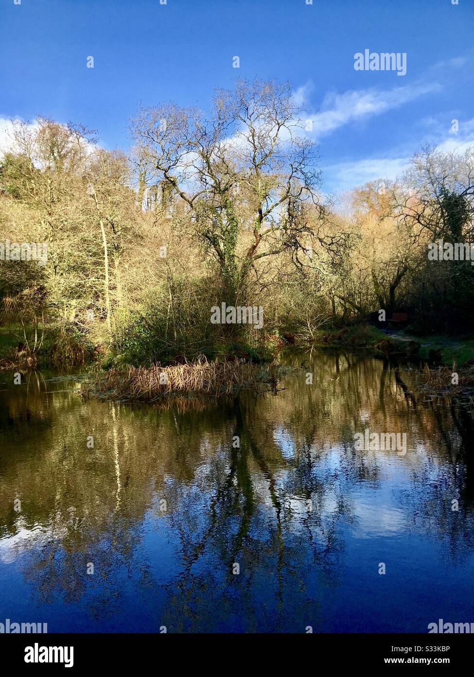 Wildlife pond, Enfield Park, Camelford, north Cornwall Stock Photo - Alamy
