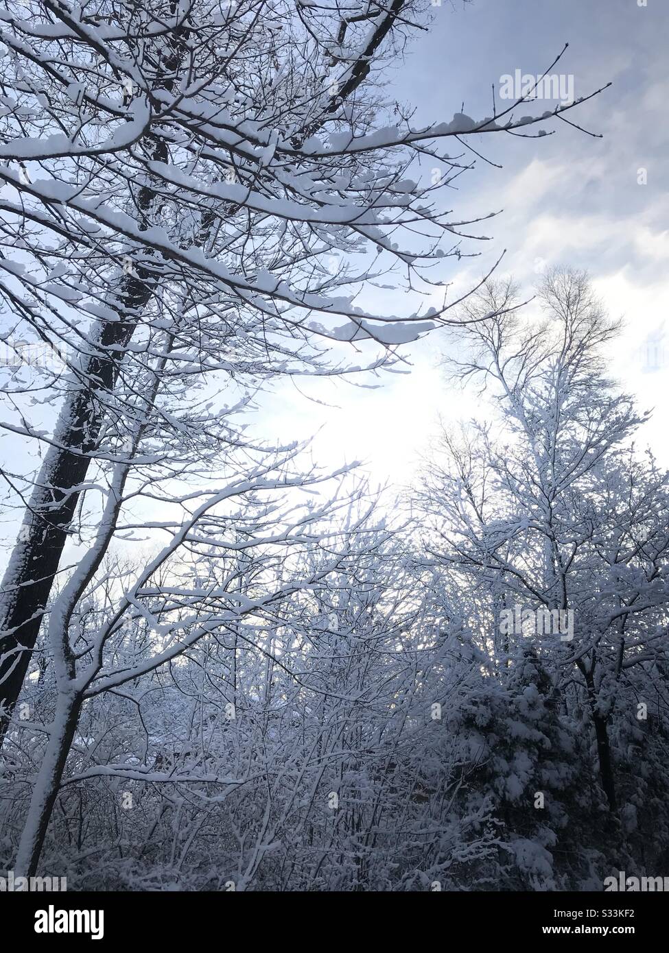 Trees in winter wonderland Stock Photo - Alamy