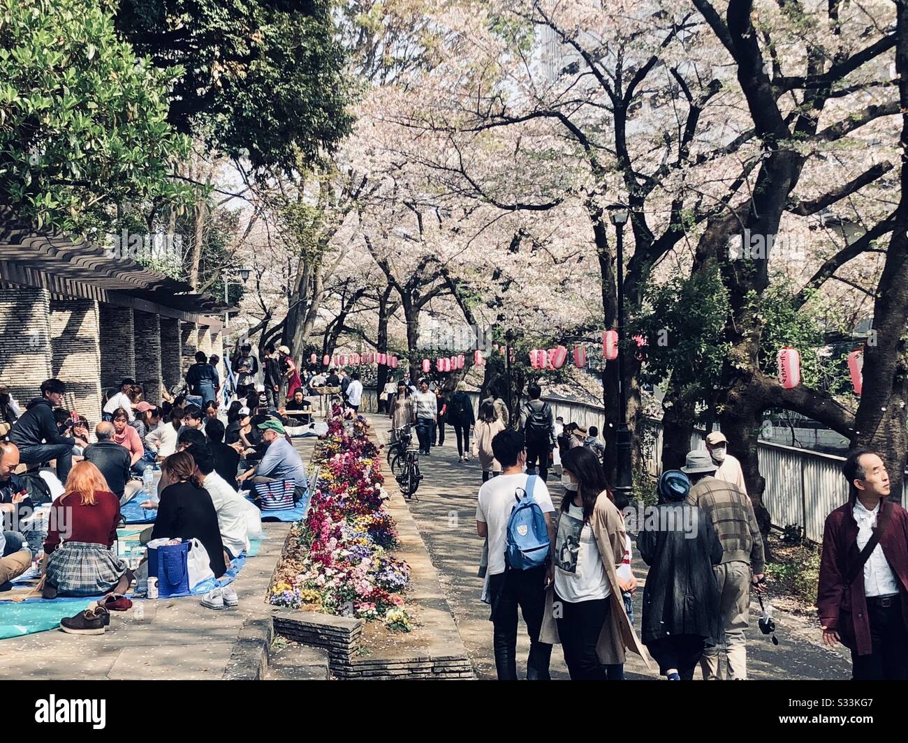 Japanese people enjoying the hanami in edogawa park, Tokyo Stock Photo ...
