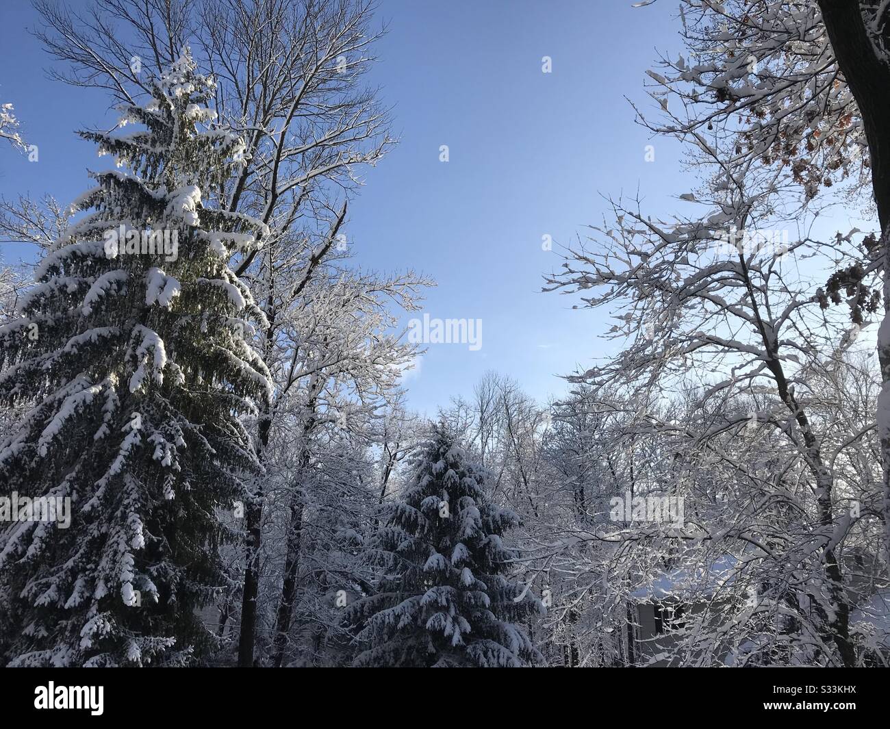 Trees in winter wonderland Stock Photo - Alamy