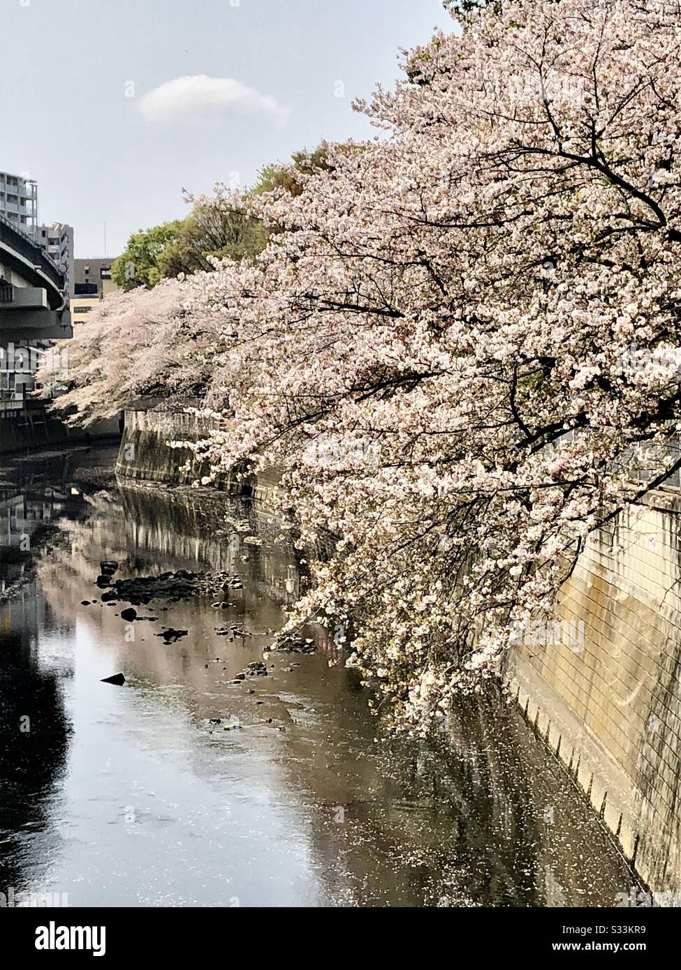 Hanami in Kanda river, Tokyo: sakura cherry blossoms in an urban ...