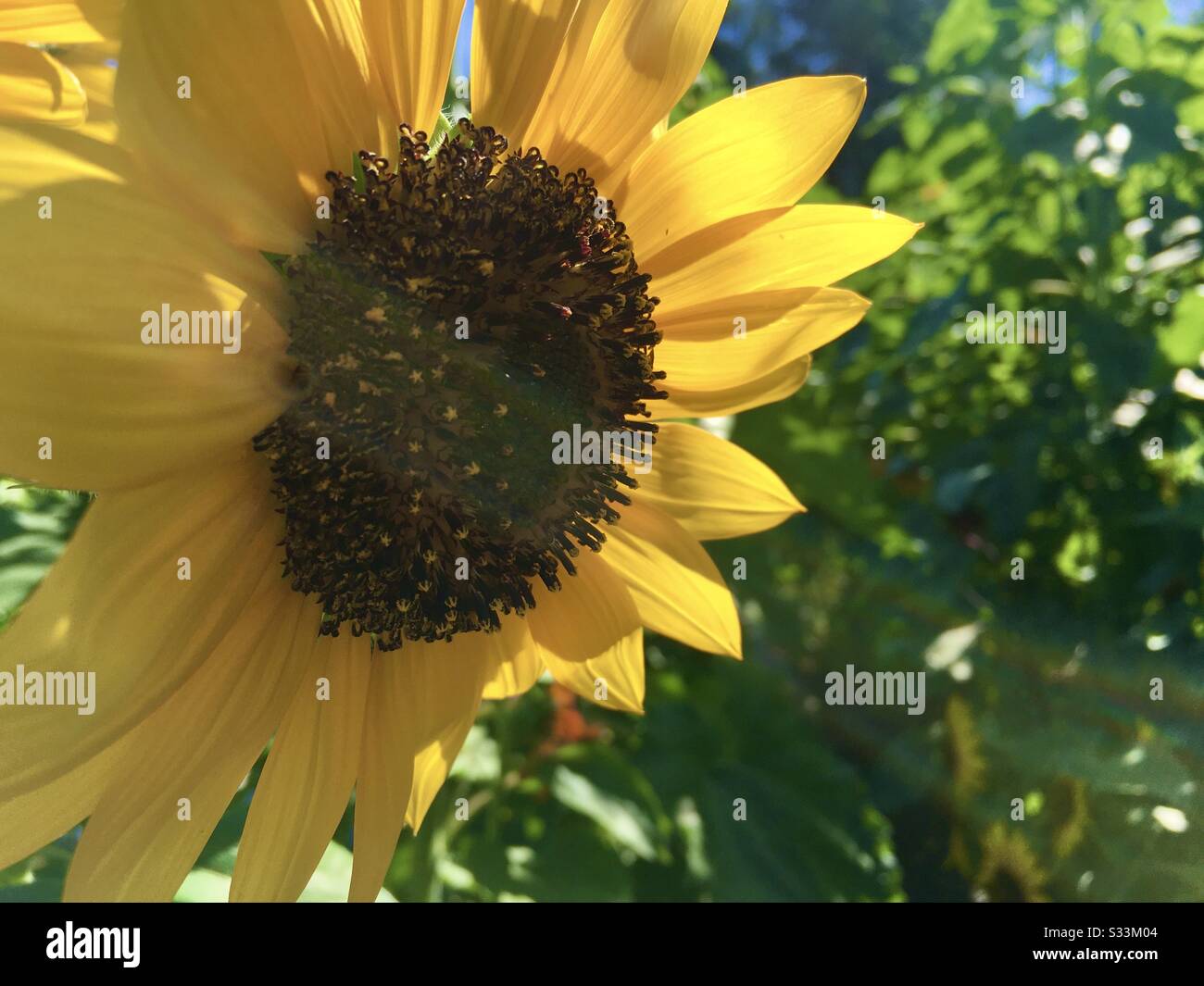 Shiny day hi-res stock photography and images - Alamy