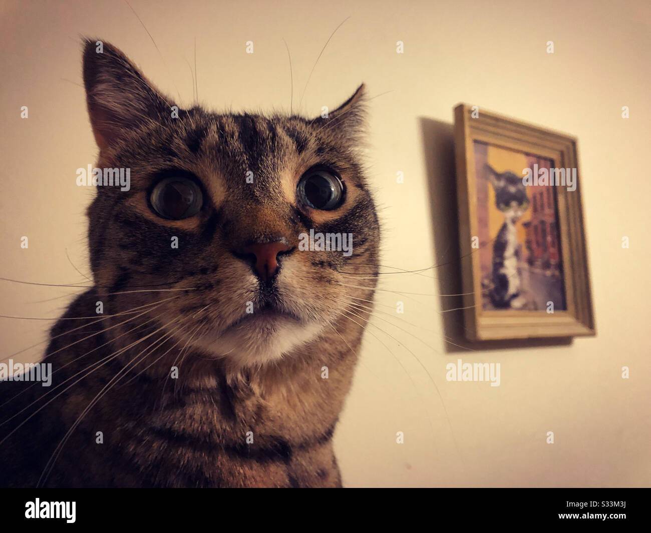 Suspicious Eyes High Resolution Stock Photography and Images - Alamy