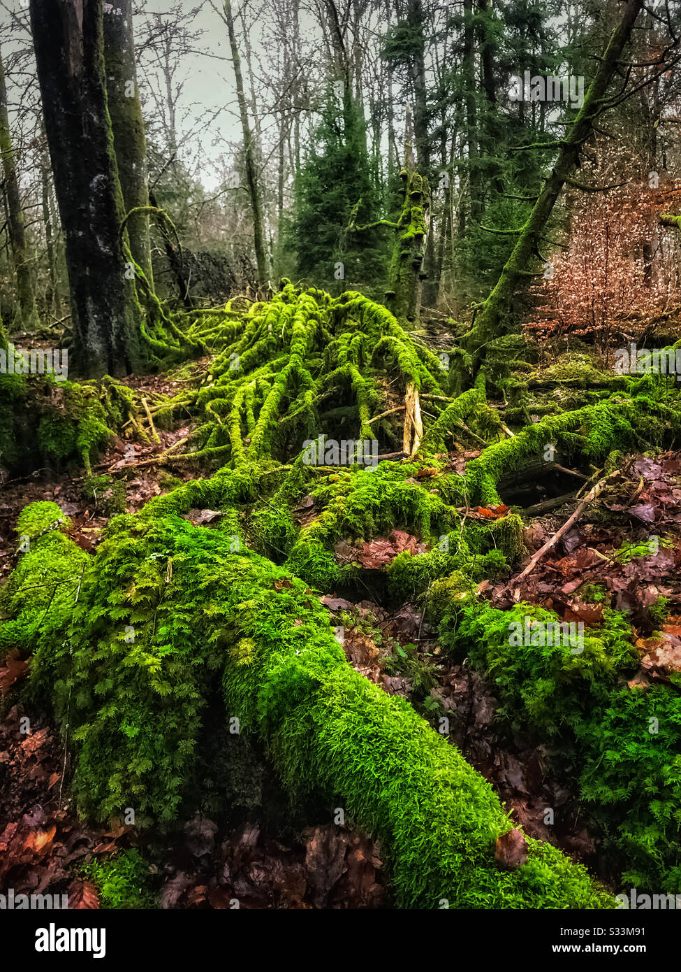 Mossy trees background hi-res stock photography and images - Alamy