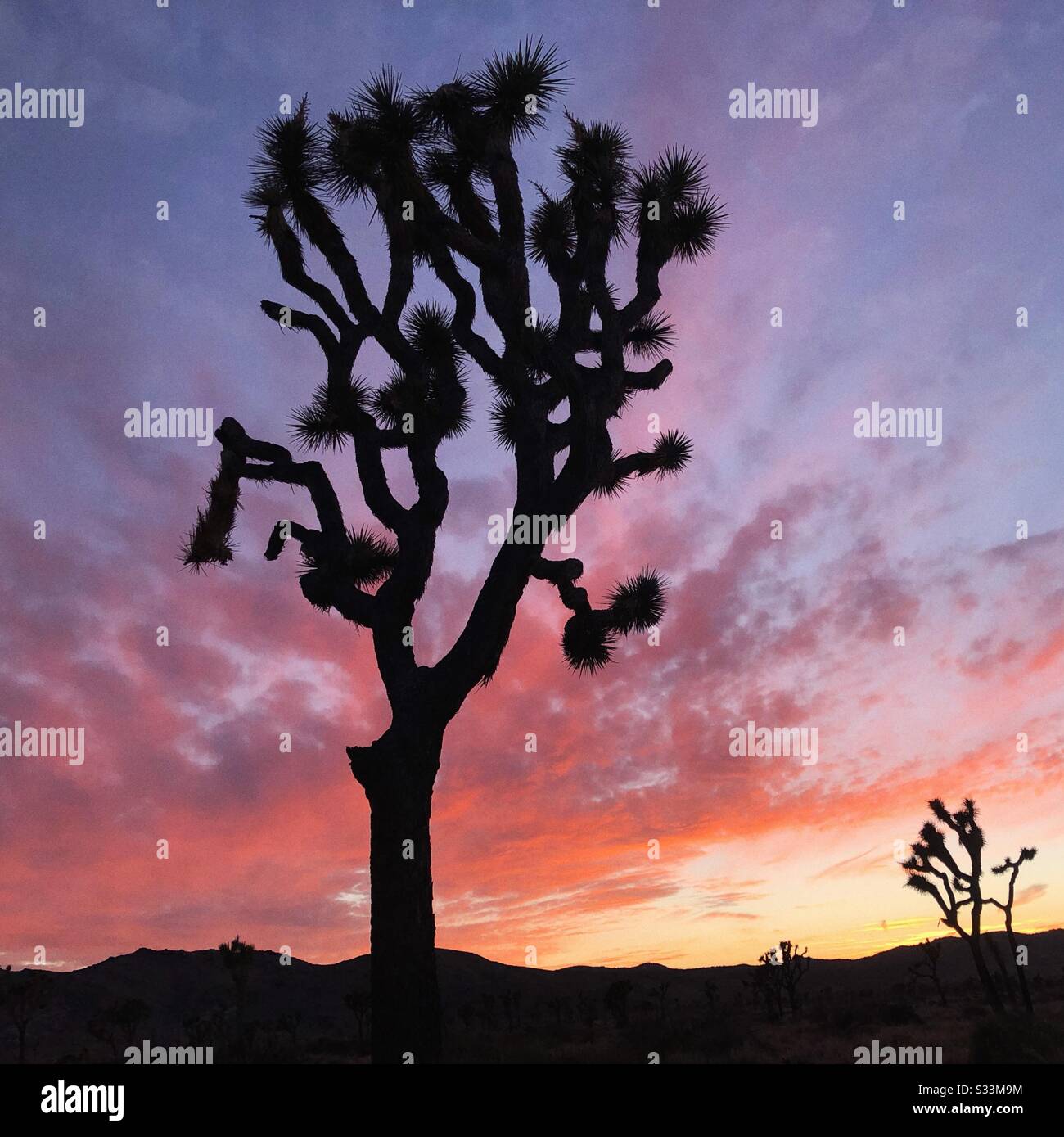 Sunset Purple Tree Photography