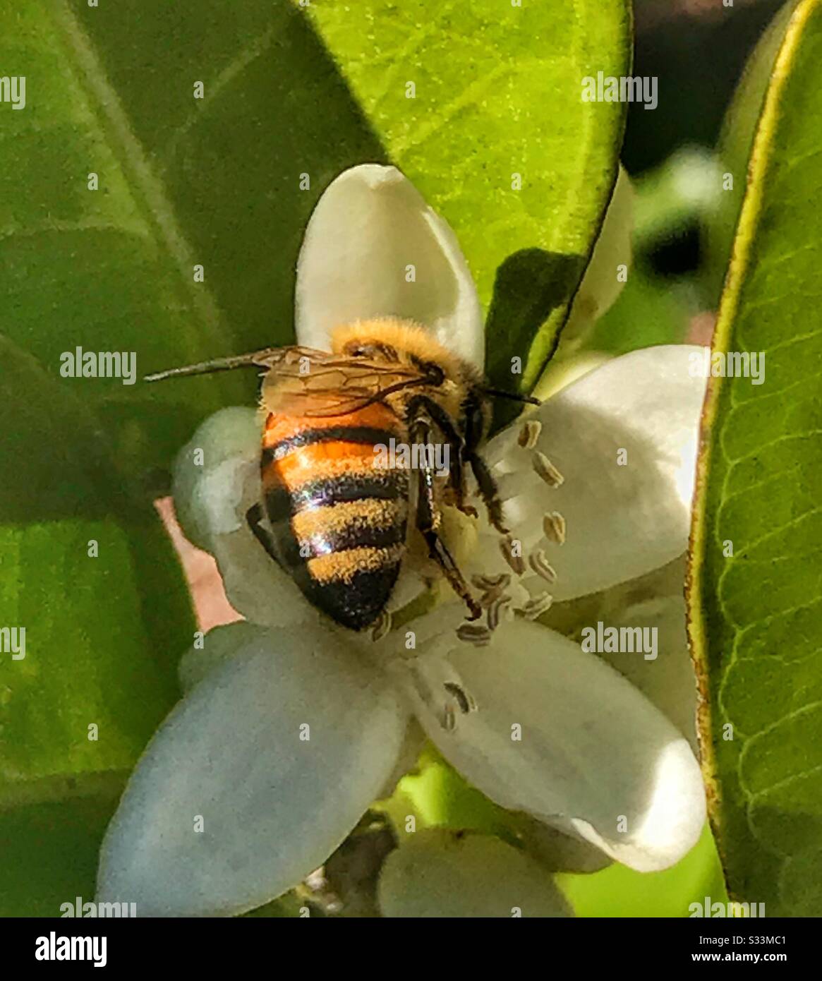 Honey bee gathering pollen from an orange blossom Stock Photo - Alamy