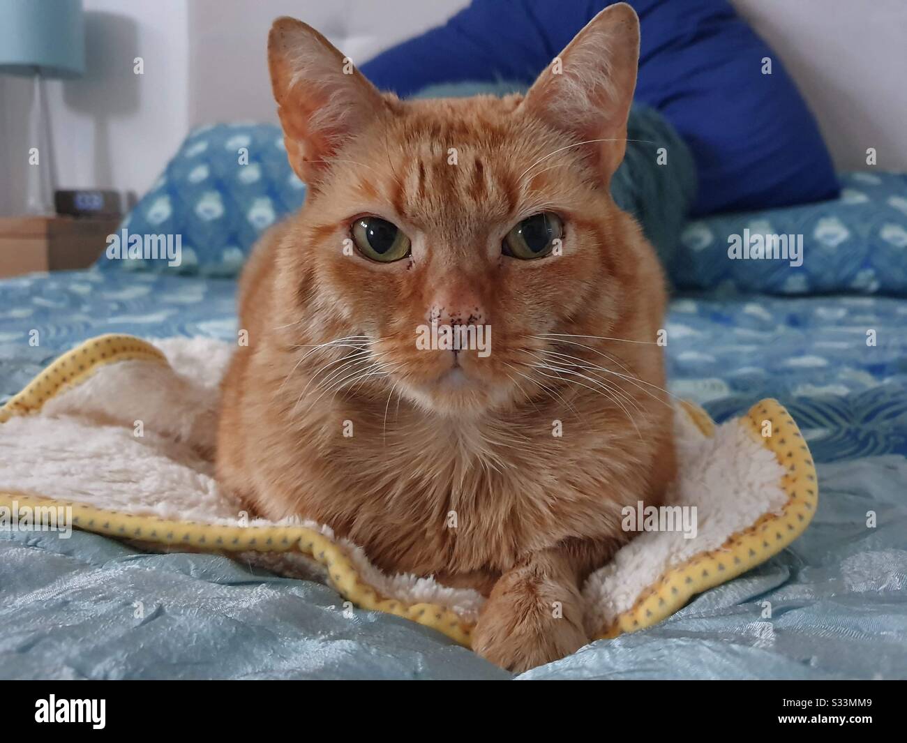 Ginger cat on bed Stock Photo - Alamy