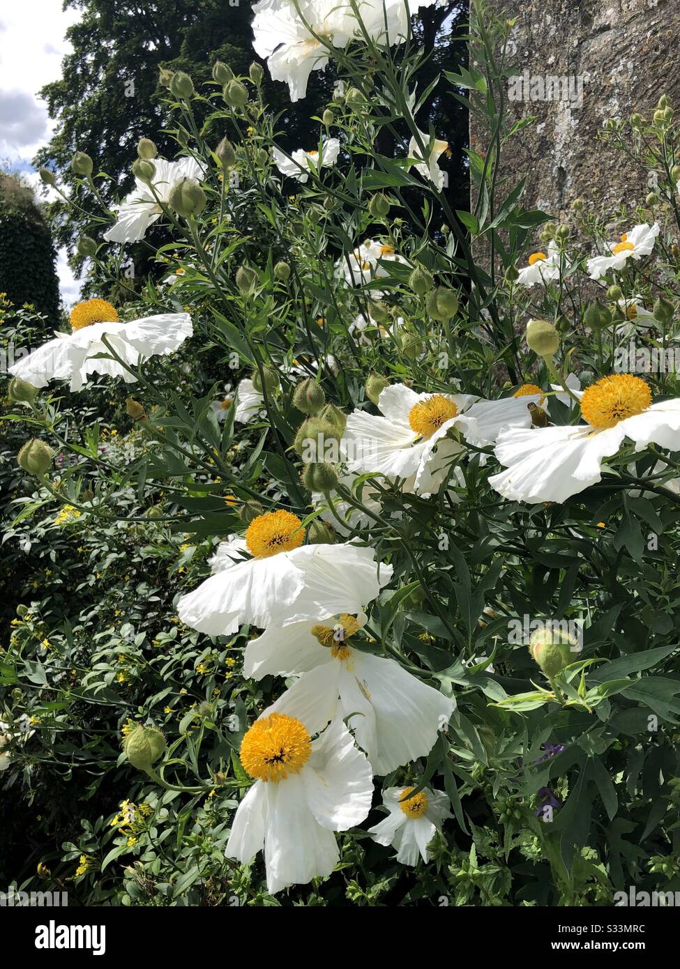 Matilija hi-res stock photography and images - Alamy