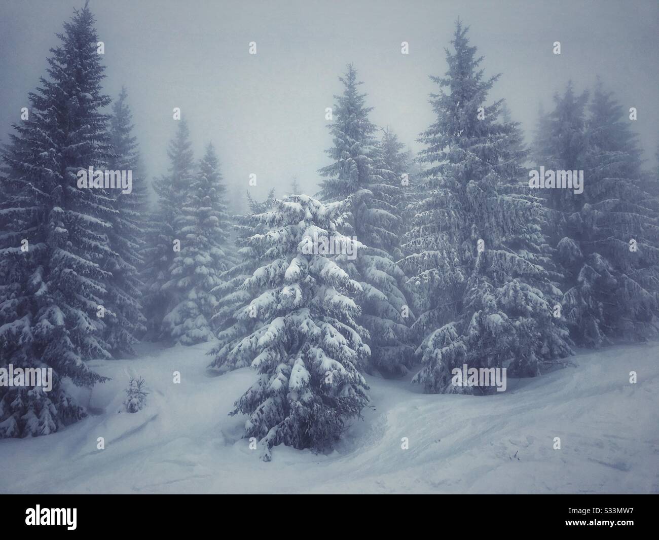 Dark evergreen hi-res stock photography and images - Alamy