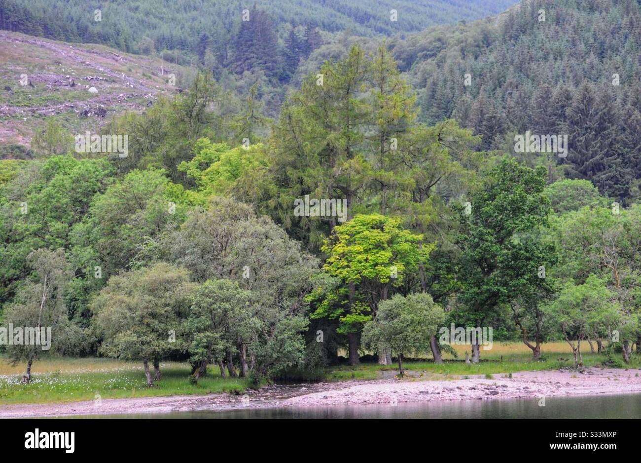 Tall greenery hi-res stock photography and images - Alamy