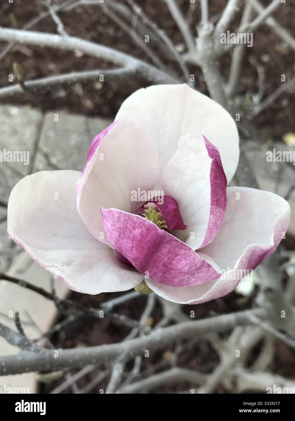 Magnolia spring hi-res stock photography and images - Alamy