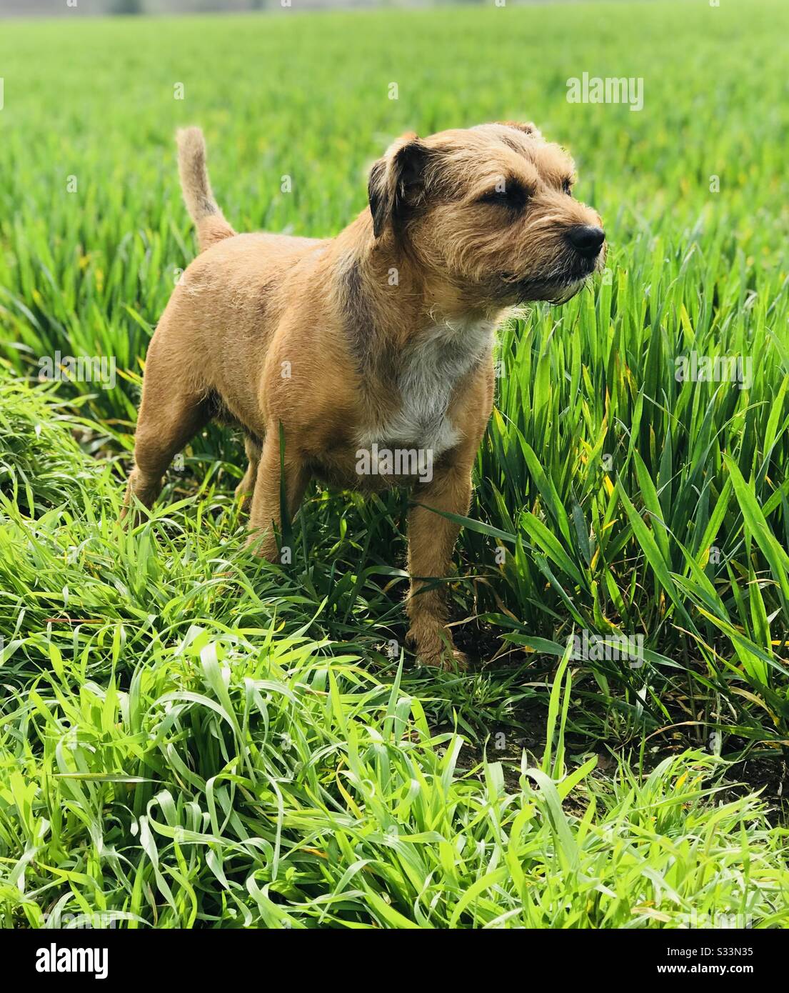 British dog breeds hi-res stock photography and images - Alamy