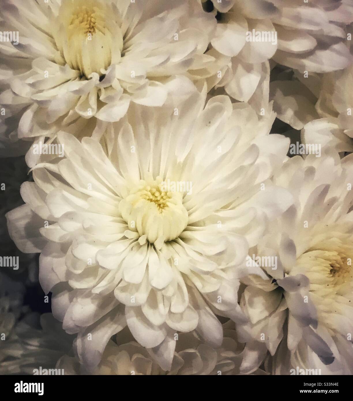 White mums hi-res stock photography and images - Alamy