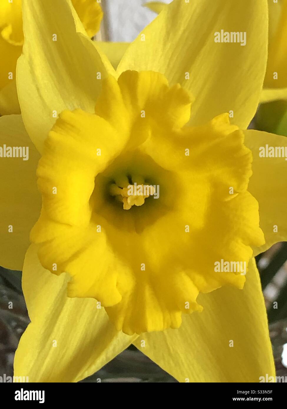 Daffodil is the national flower of wales hi-res stock photography and ...