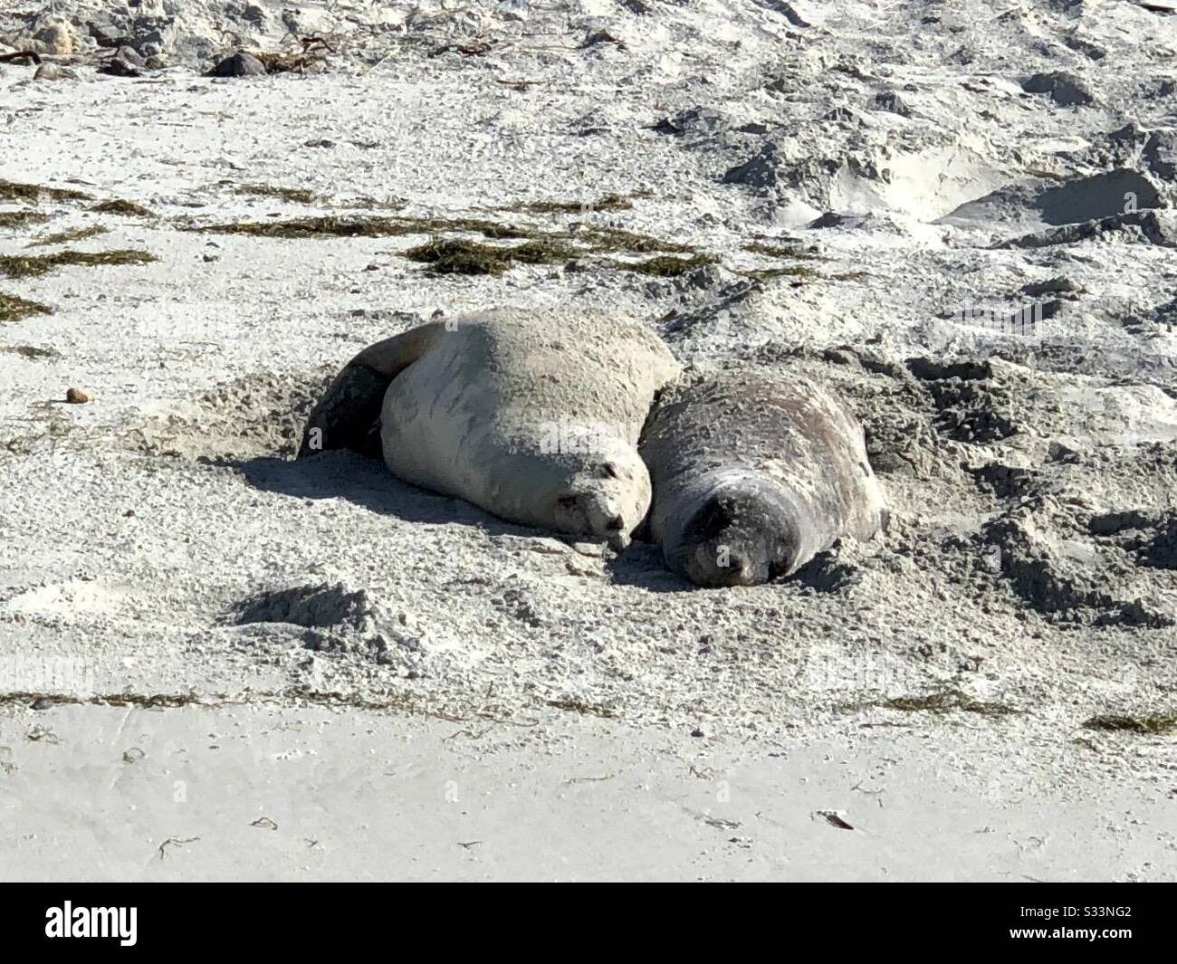 Snuggling animals hi-res stock photography and images - Alamy