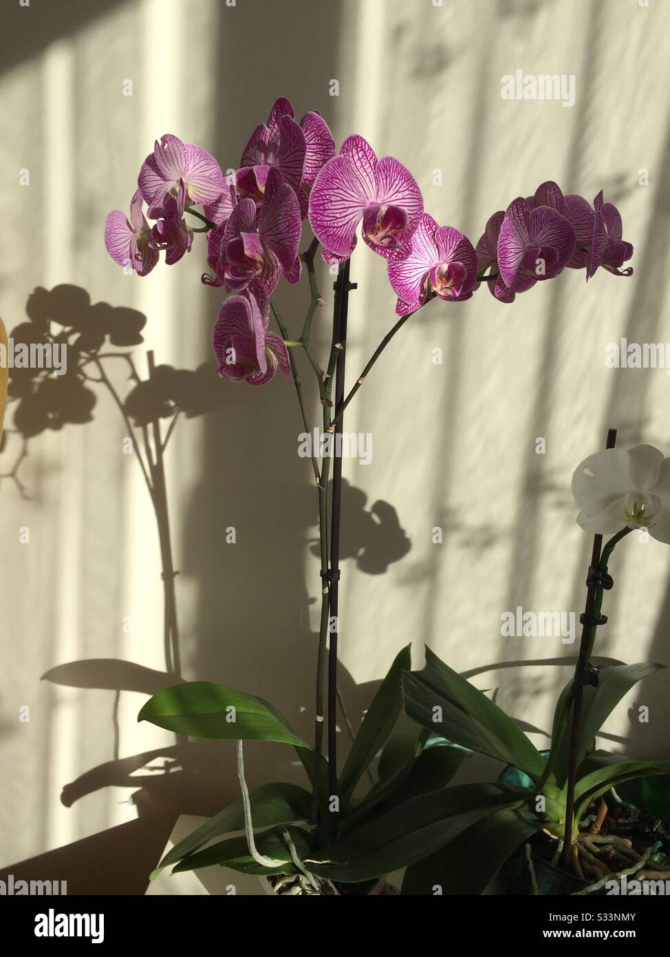 Lila orkide hi-res stock photography and images - Alamy