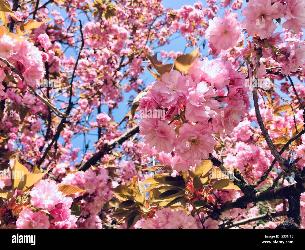 Closeup cherry spring tree hi-res stock photography and images - Alamy