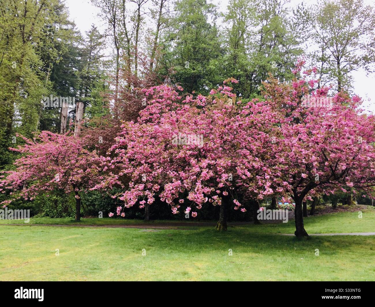 Cherry trees in full bloom during spring in Vancouver, Canada Stock ...