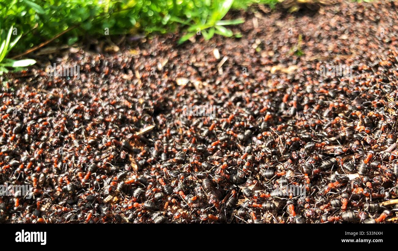 Crawling ant colony in the grass Stock Photo - Alamy