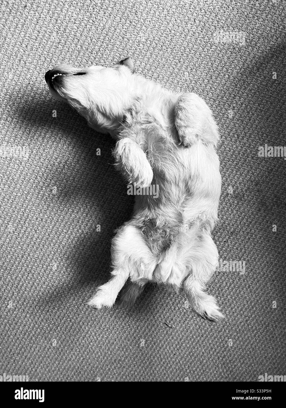 Snoopy dog Black and White Stock Photos & Images - Alamy