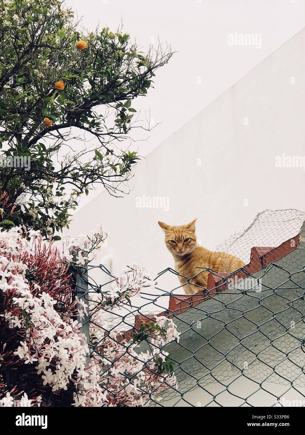 Cat in Portugal Stock Photo - Alamy