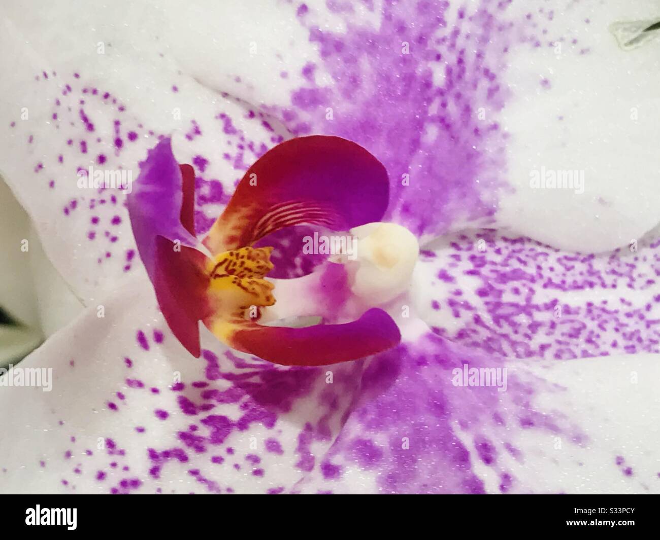 Close up pic of a white Moth orchid with purple lip & purple freckles ...