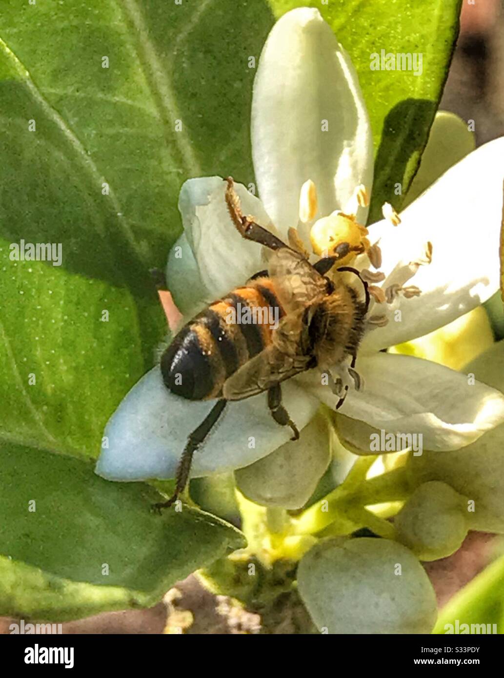 Honey bee gathering pollen from an orange blossom flower Stock Photo ...