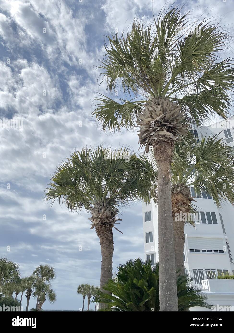 Large palm trees on the beach with puffy white clouds Stock Photo - Alamy