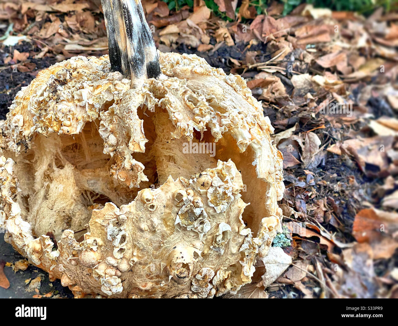 Rotting pumpkin hi-res stock photography and images - Alamy