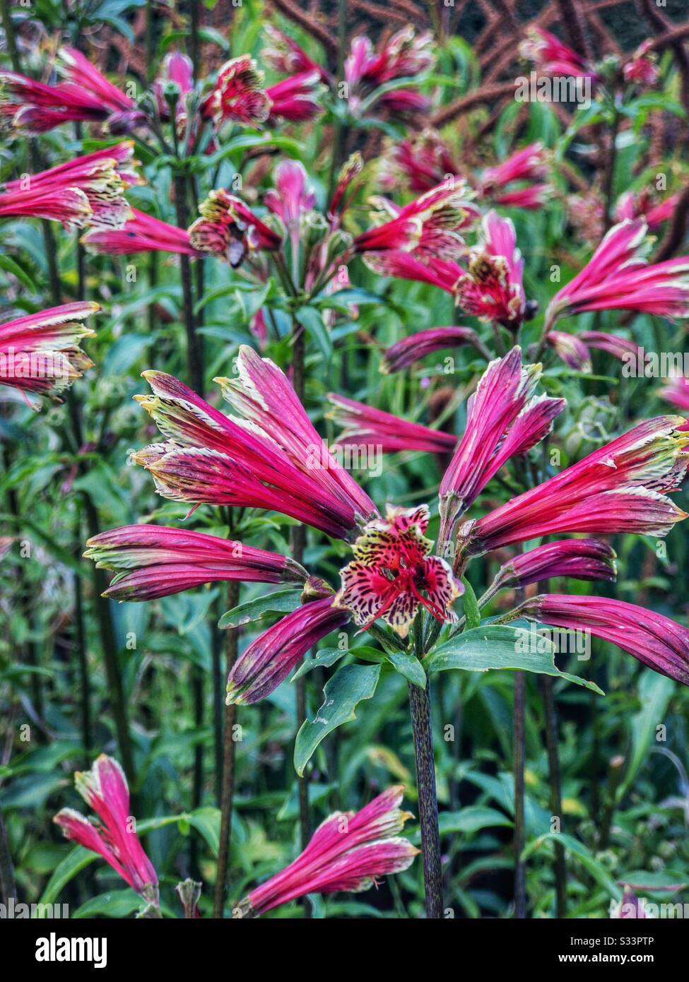 Alstroemeria psittacina in flower. Also known as the Parrot Lily Stock ...