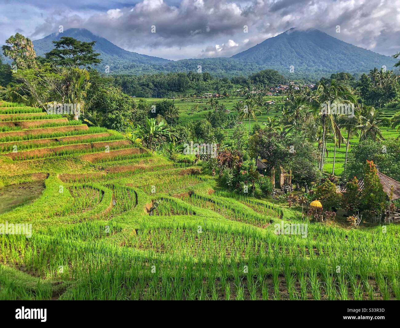 Jatiluwih rice fields at Bali, Indonesia Stock Photo - Alamy