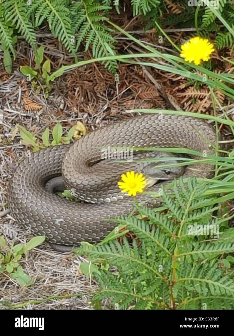 Australia eastern brown snake hi-res stock photography and images - Alamy