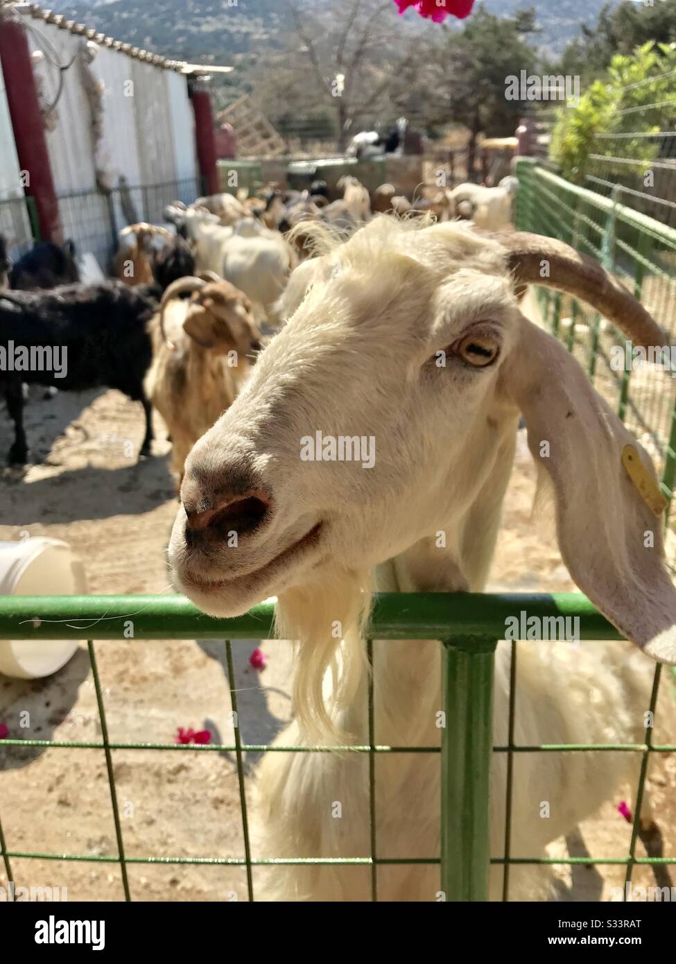 Goat at the fence hi-res stock photography and images - Alamy