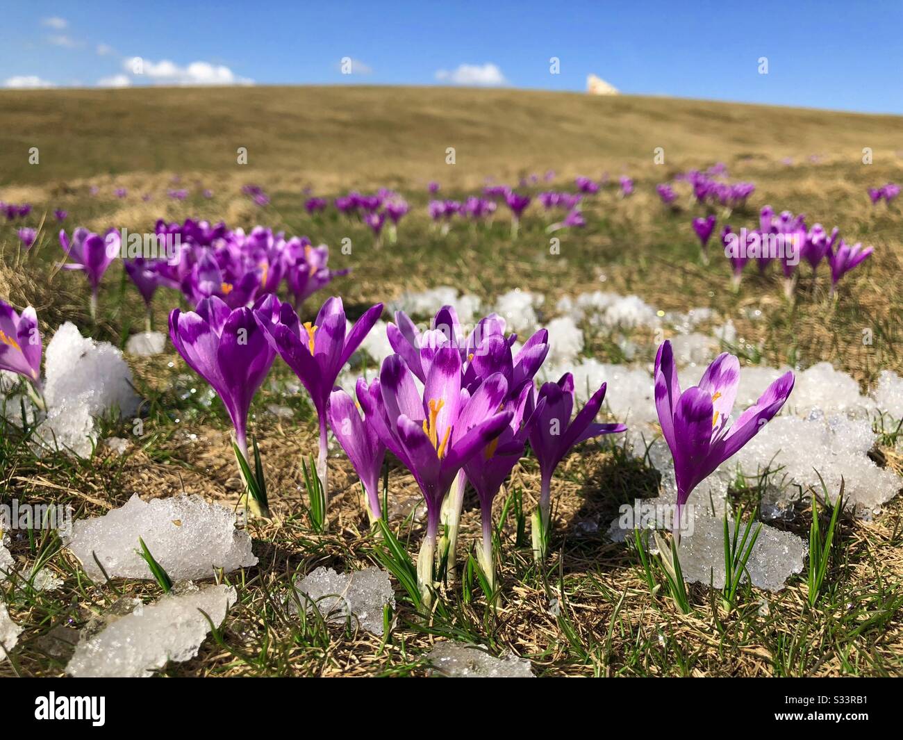 Crocuses blooming in spring surrounded by bits of melting snow Stock ...