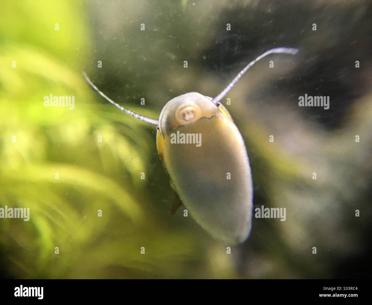 Snail Teeth High Resolution Stock Photography and Images - Alamy
