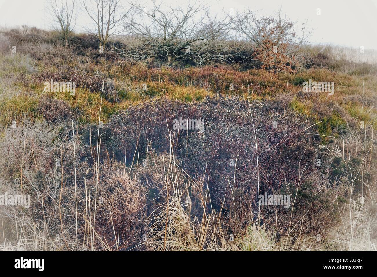 Grasses and ferns hi-res stock photography and images - Alamy