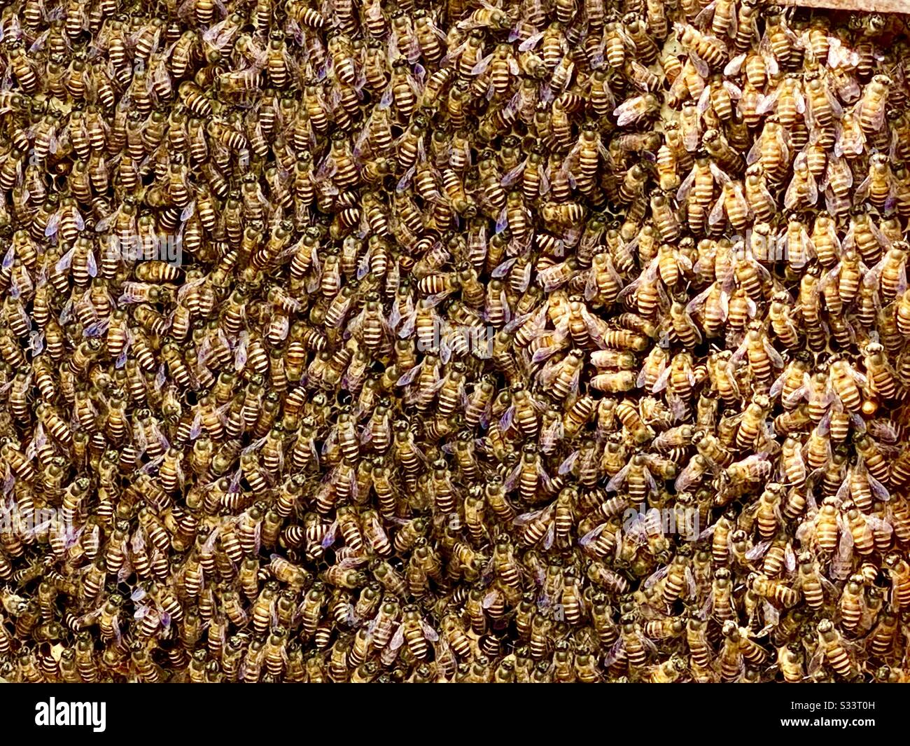 Asia bees hi-res stock photography and images - Alamy